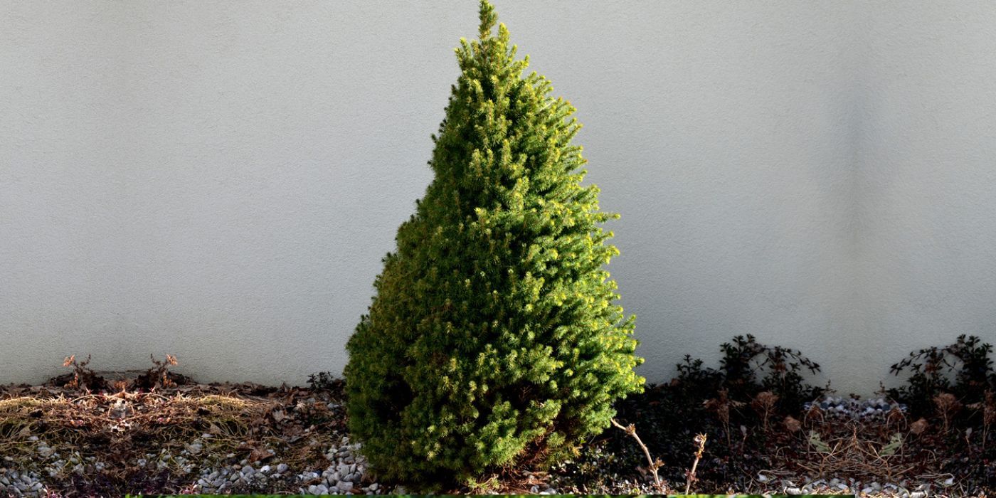 6 Trees That Can be Turned Into Pretty Potted Topiaries