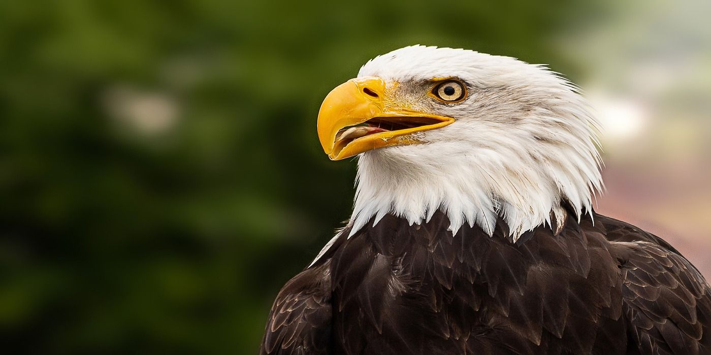 Birdie Eagle Signification: Différence Entre Eagle Et Birdie – GXRAJM
