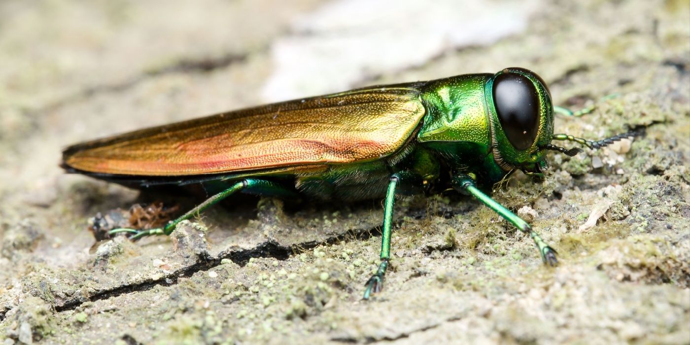 Battling Plant Pests: Lessons from Historical Disasters