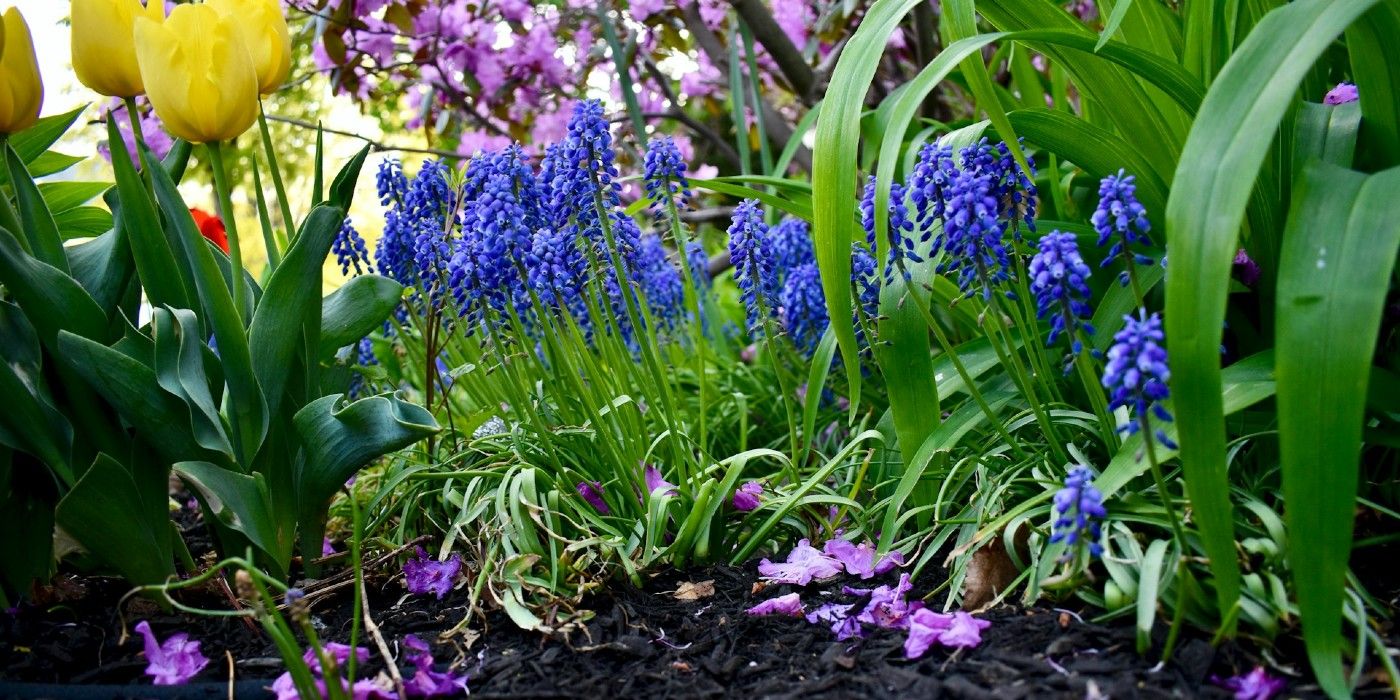 Stunning Focal Points for Your Backyard