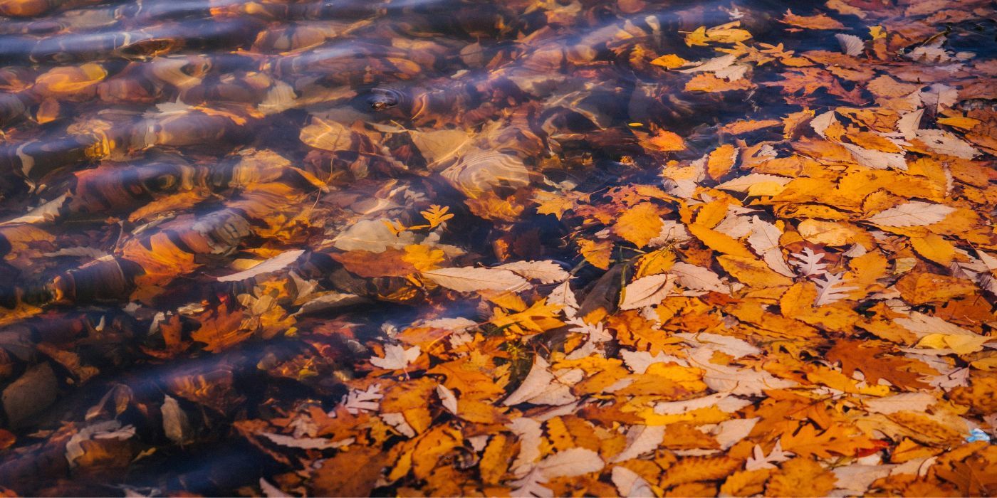 How to Refresh Your Backyard Garden Pond