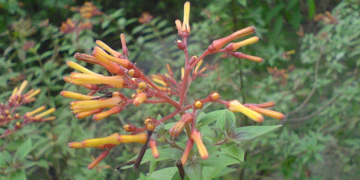 Exploring Firebush: A Unique Spring Addition to Your Garden