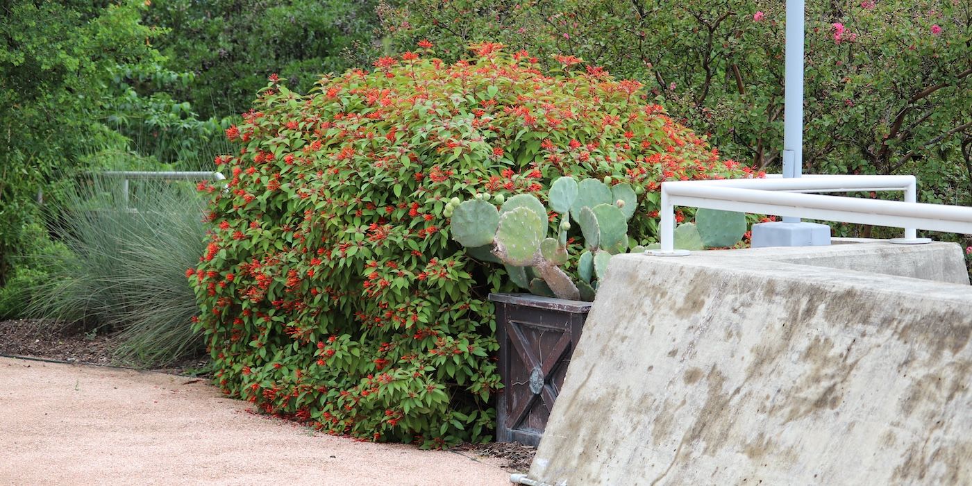 Exploring Firebush: A Unique Spring Addition to Your Garden