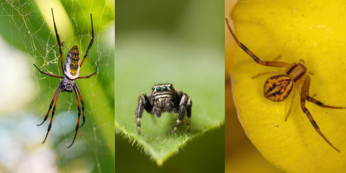 Garden Spiders: Natural Pest Control or Garden Nuisance?