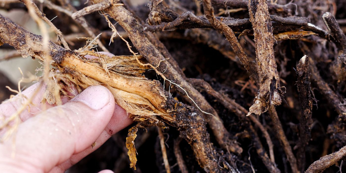 5 Signs You Have Dying Plants You Need to Remove