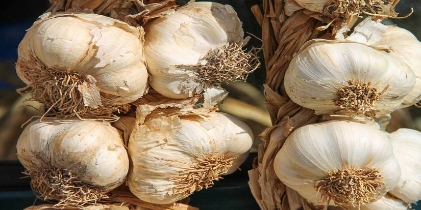 A Comprehensive Guide to Growing Garlic
