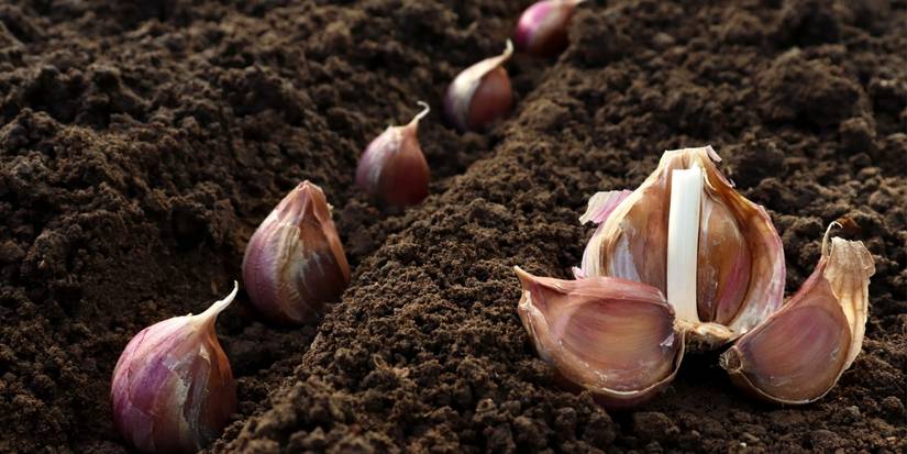 A Comprehensive Guide to Growing Garlic