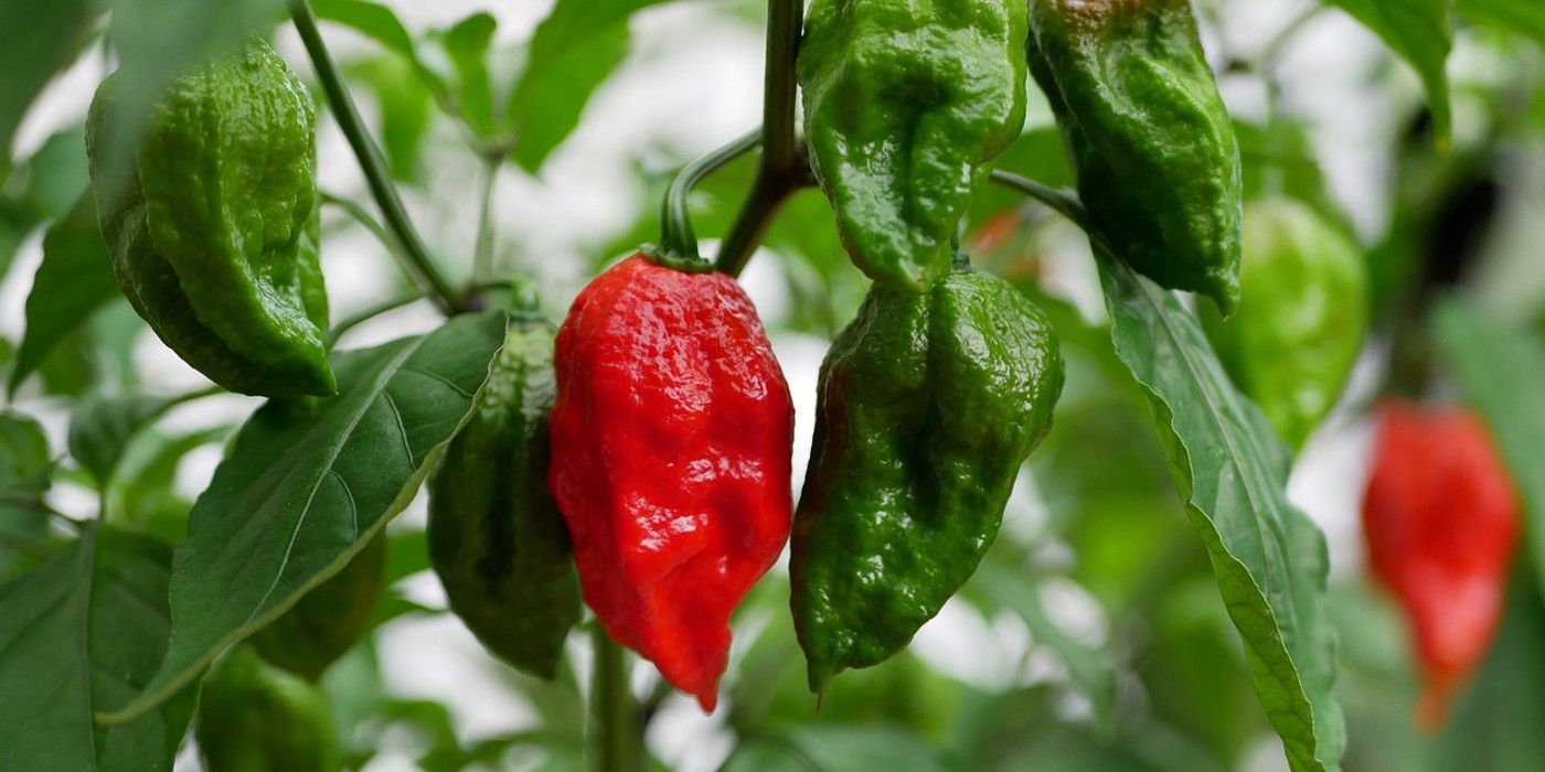 5 Hot Peppers to Grow to Make Homemade Hot Sauce