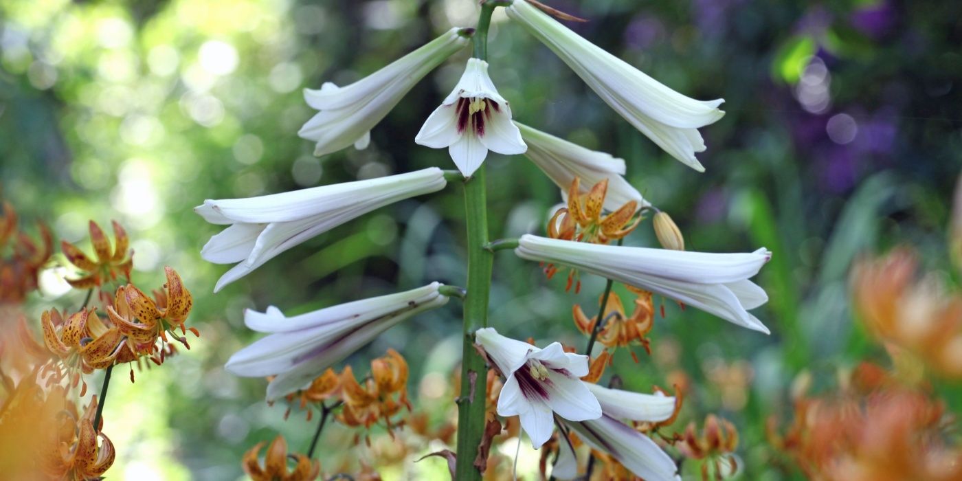 3 Cool Plants to Make Your Landscape Stand Out