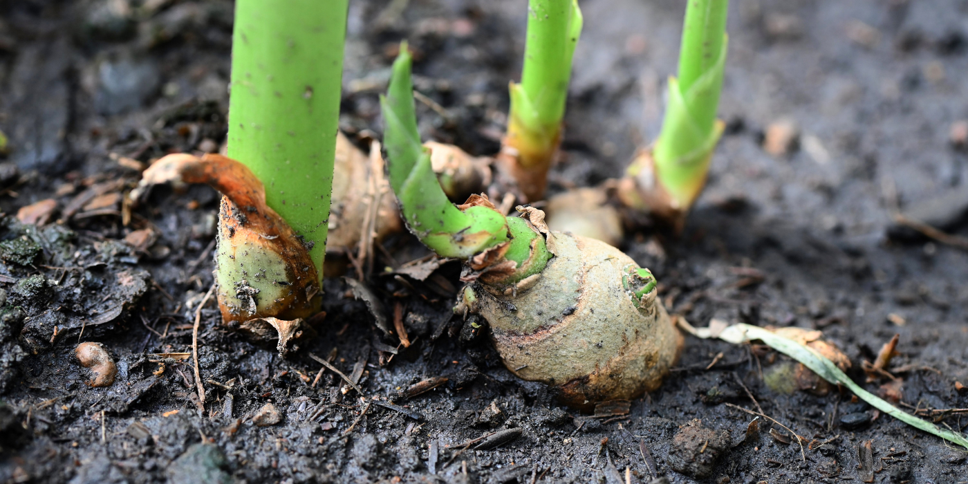 Growing Ginger: 5 Reasons To Grow The Ginger Plant