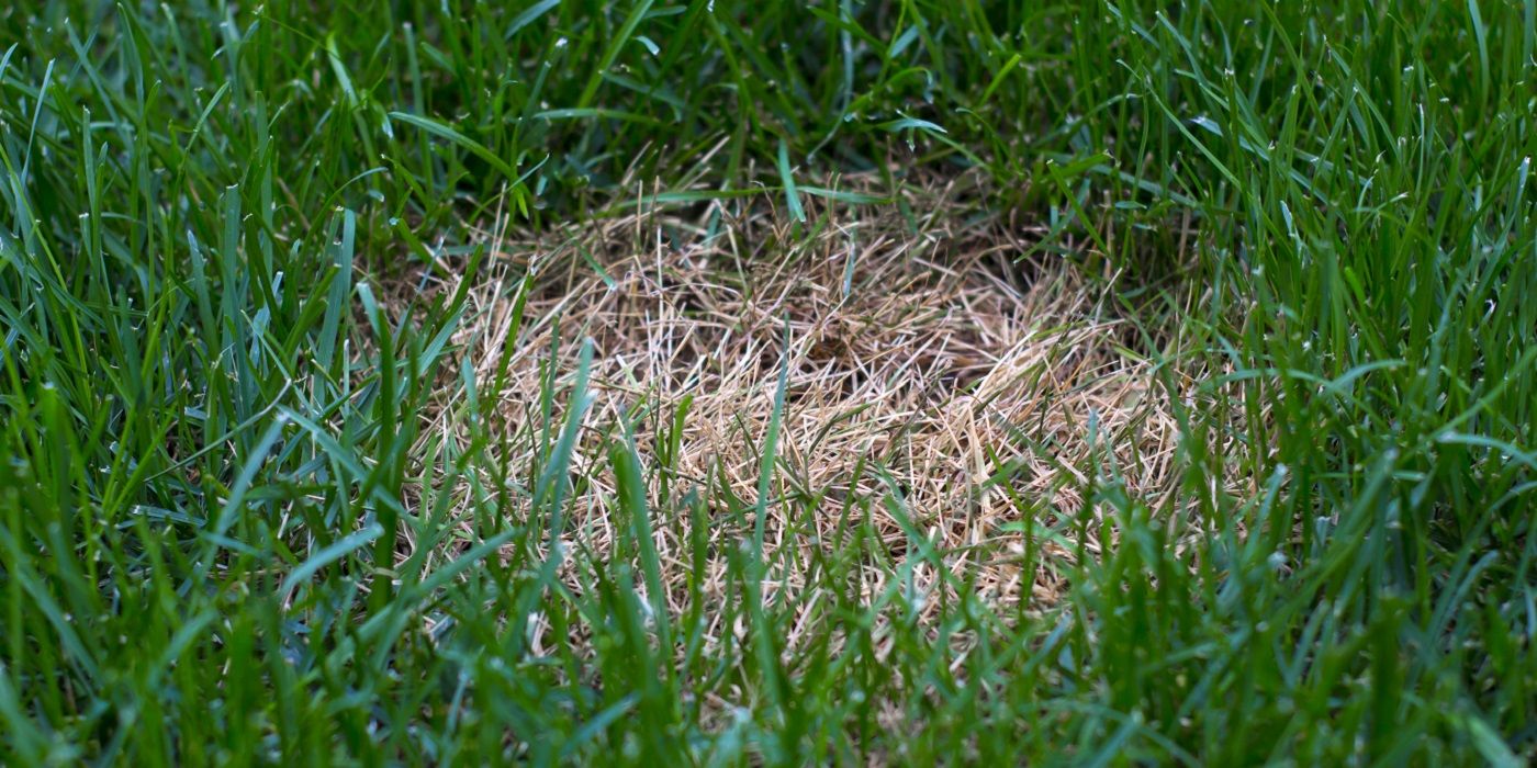 Discovering and Treating Spring Lawn Diseases