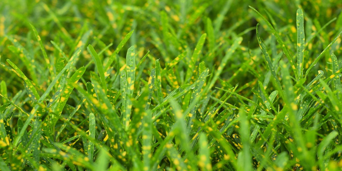 Discovering and Treating Spring Lawn Diseases