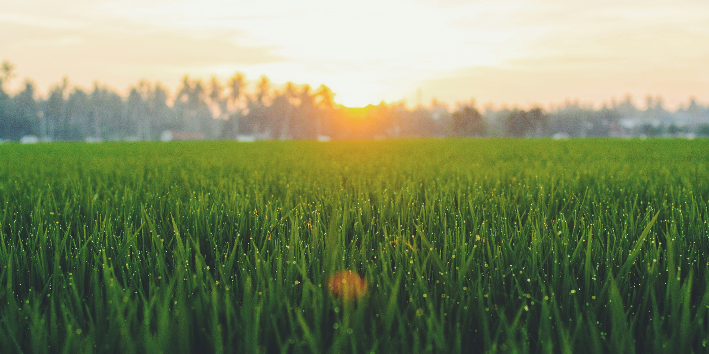 Transform Your Lawn: A Guide To Using Fast-Growing Grass Seed