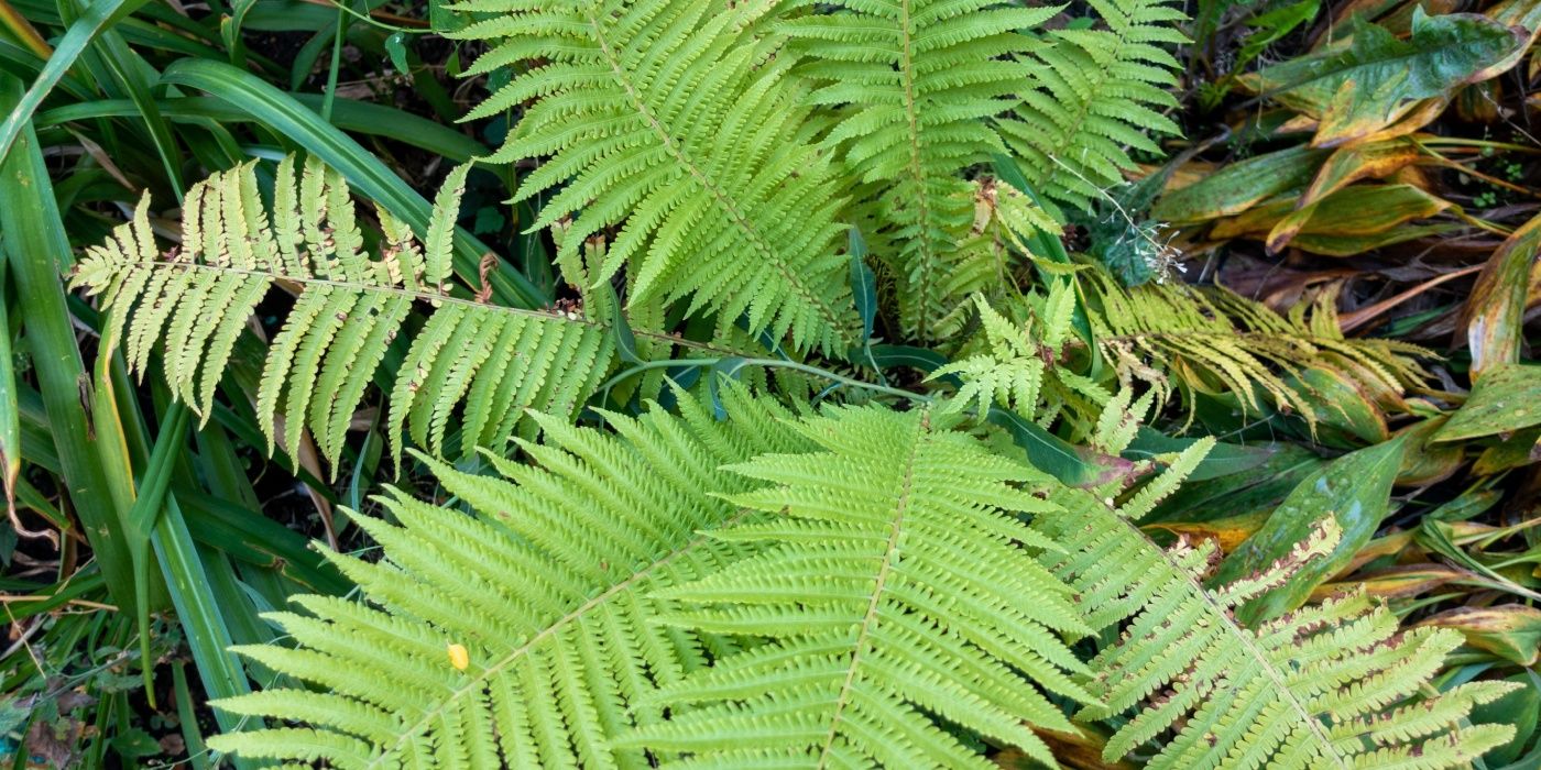 Add Beauty to Your Shade Garden with These Ferns