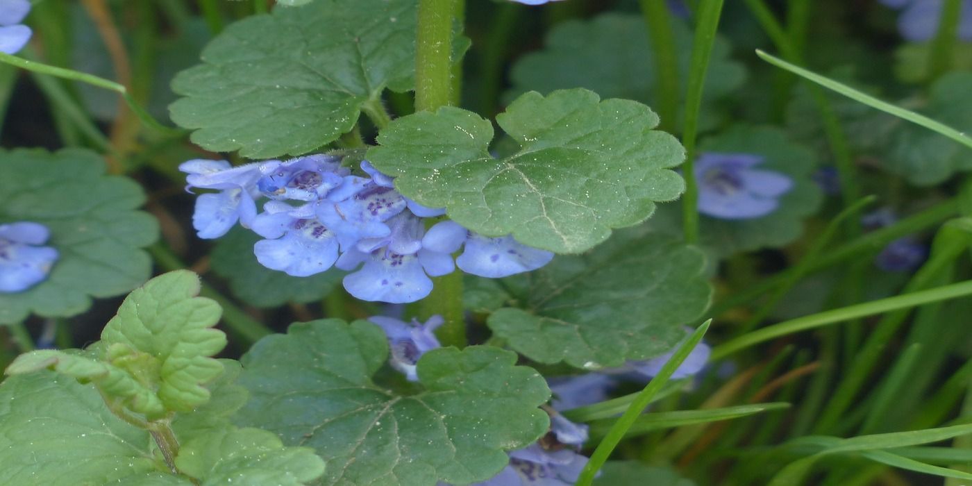 A Guide to Broadleaf Weed Control