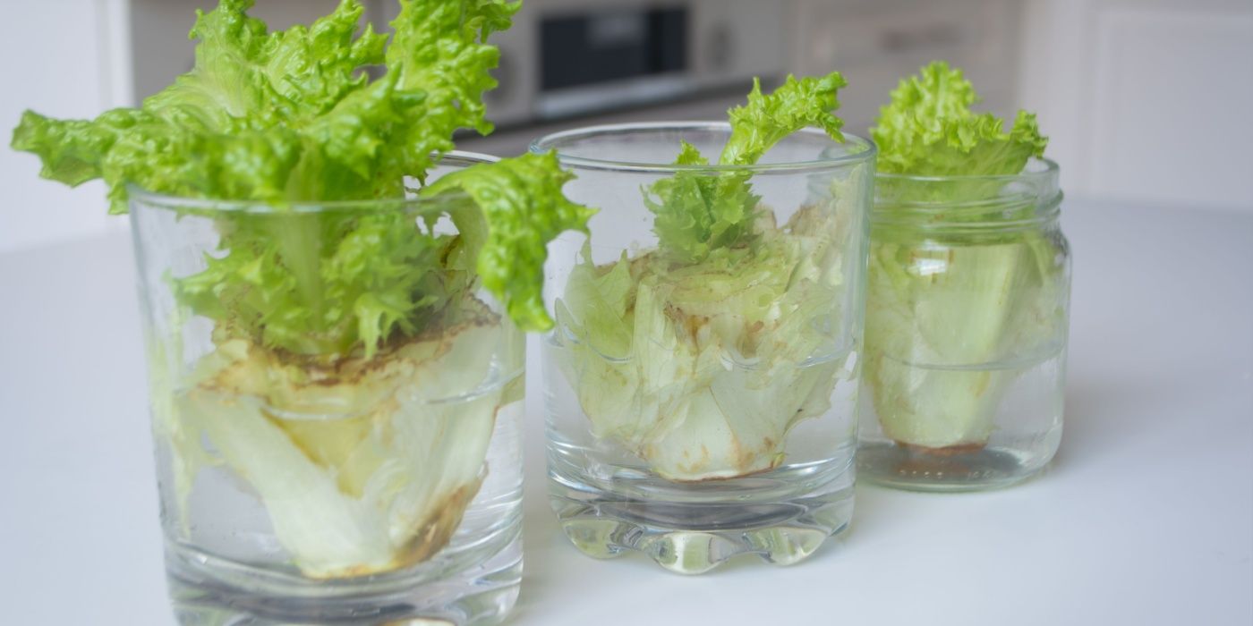 8 Easy to Grow Vegetables Using Scraps