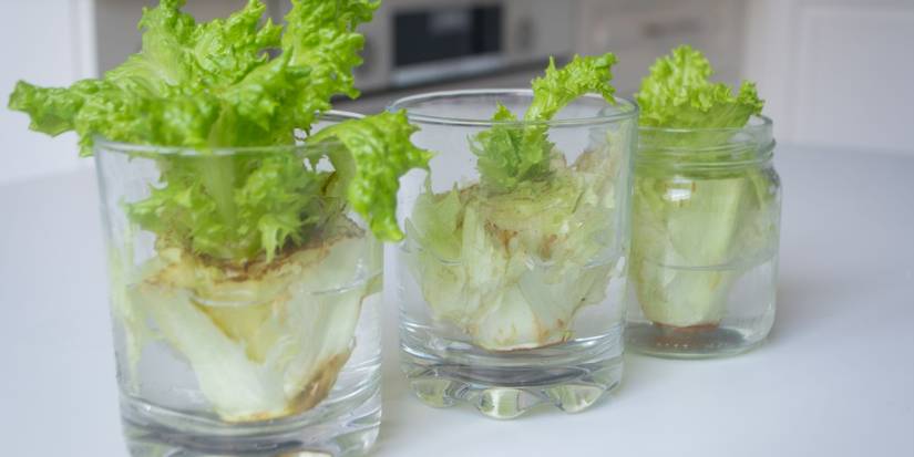 8 Easy to Grow Vegetables Using Scraps