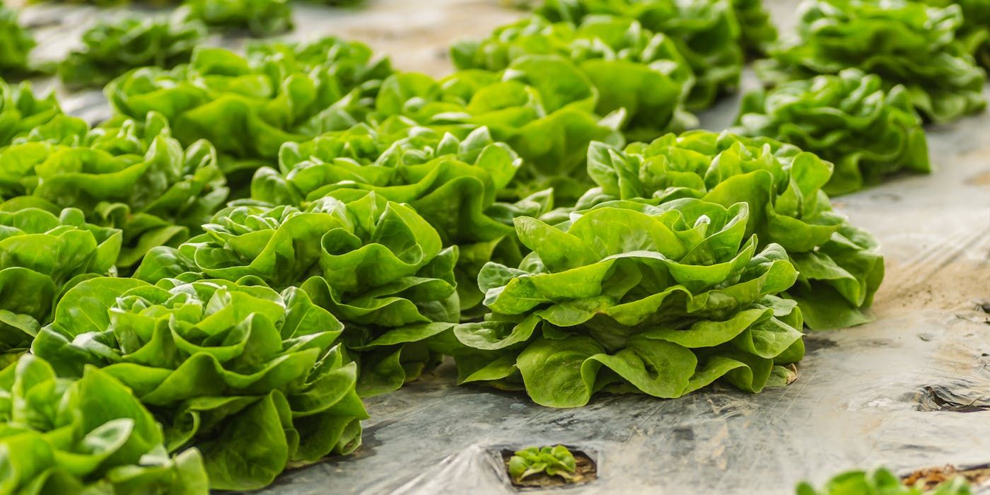 Growing Vegetables in July: 7 Summer Veggies To Cultivate