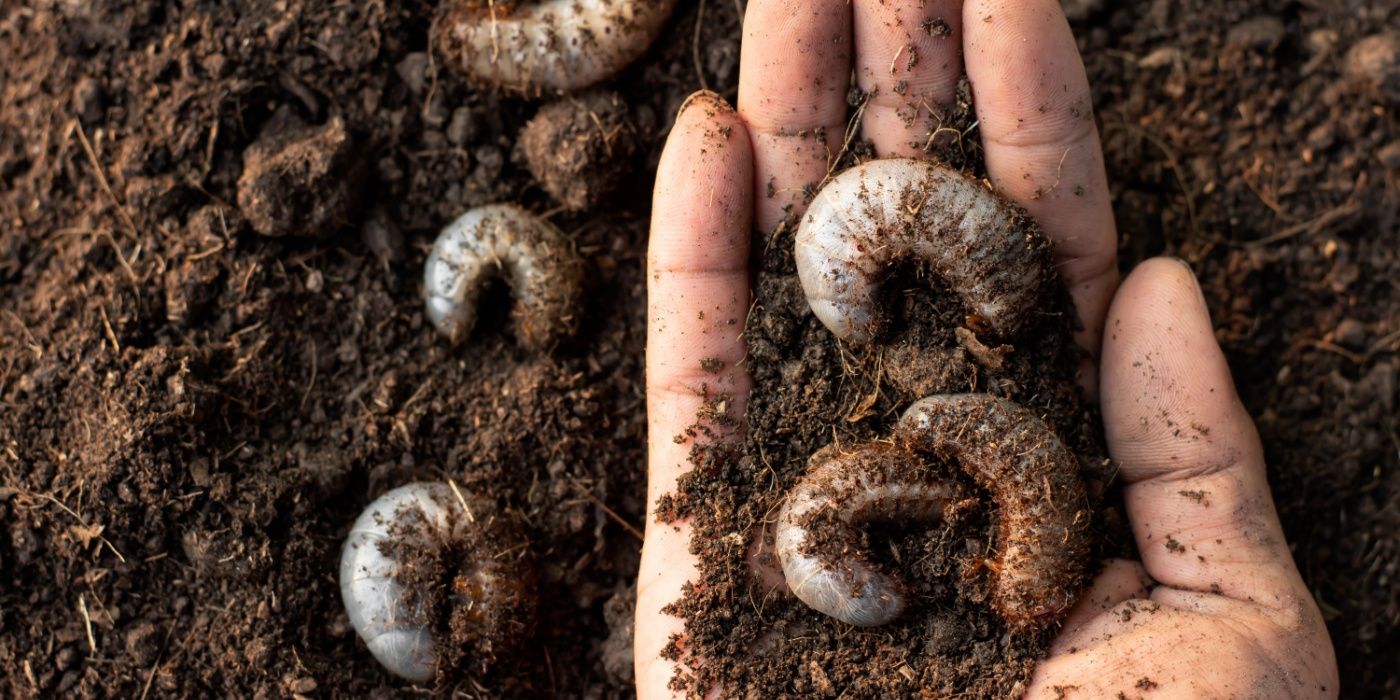 April Showdown: Confronting the Threat of Lawn Grubs to Your Grass