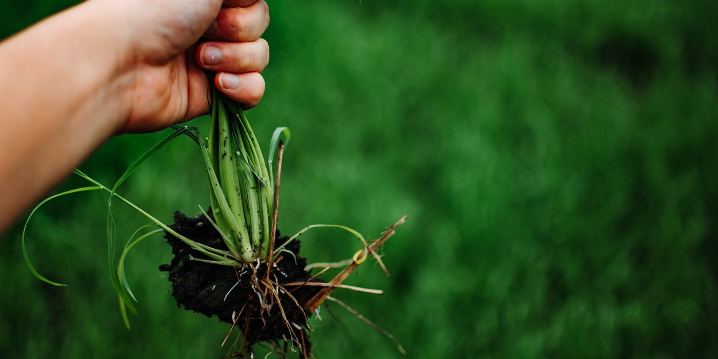 Effective Ways to Control Lawn Weeds: Digging vs. Pulling