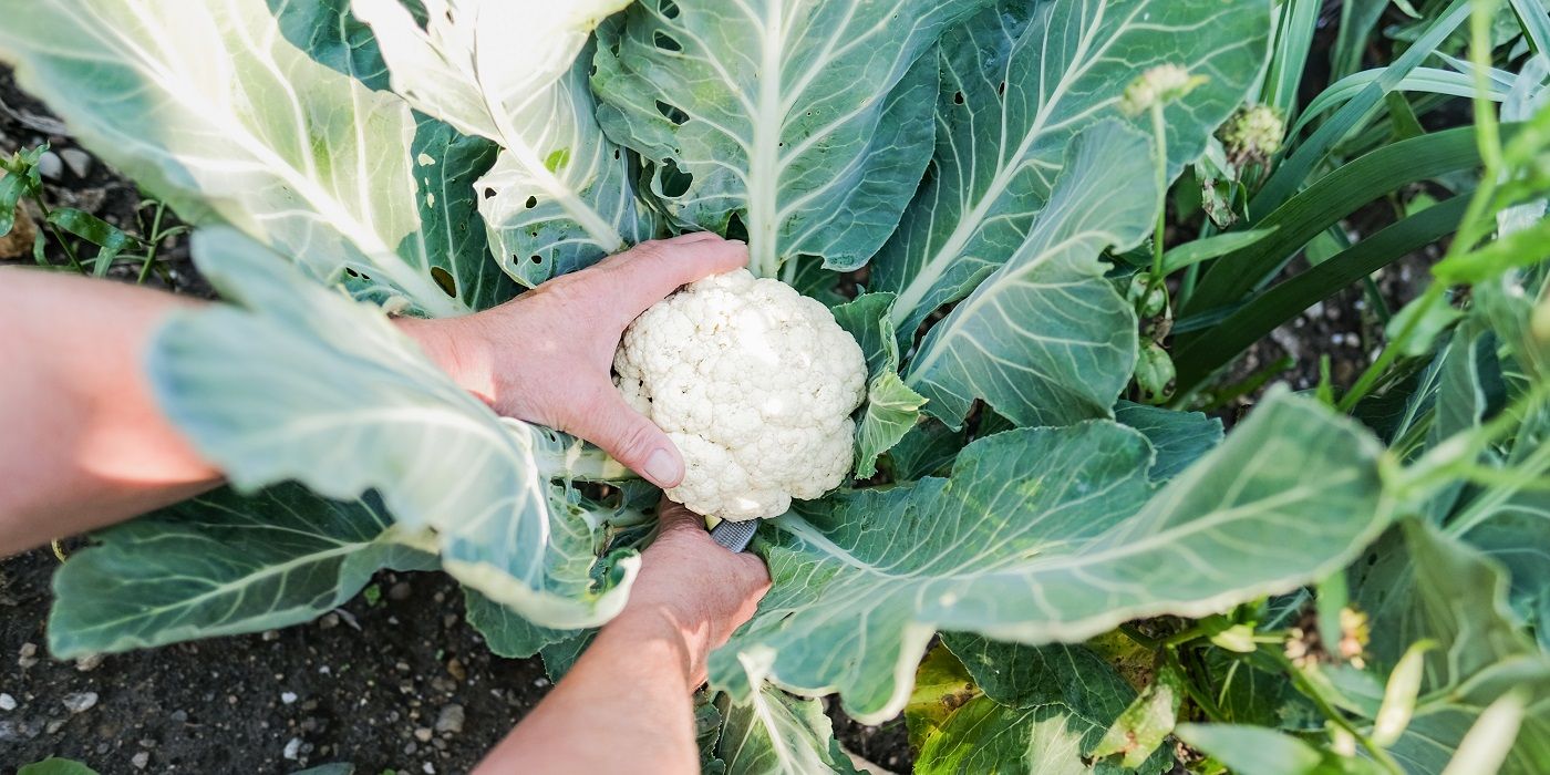 Learn What to Plant in April to Maximize Your Garden