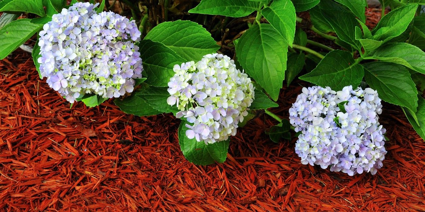 Red Mulch: How It Benefits Your Garden or Landscape