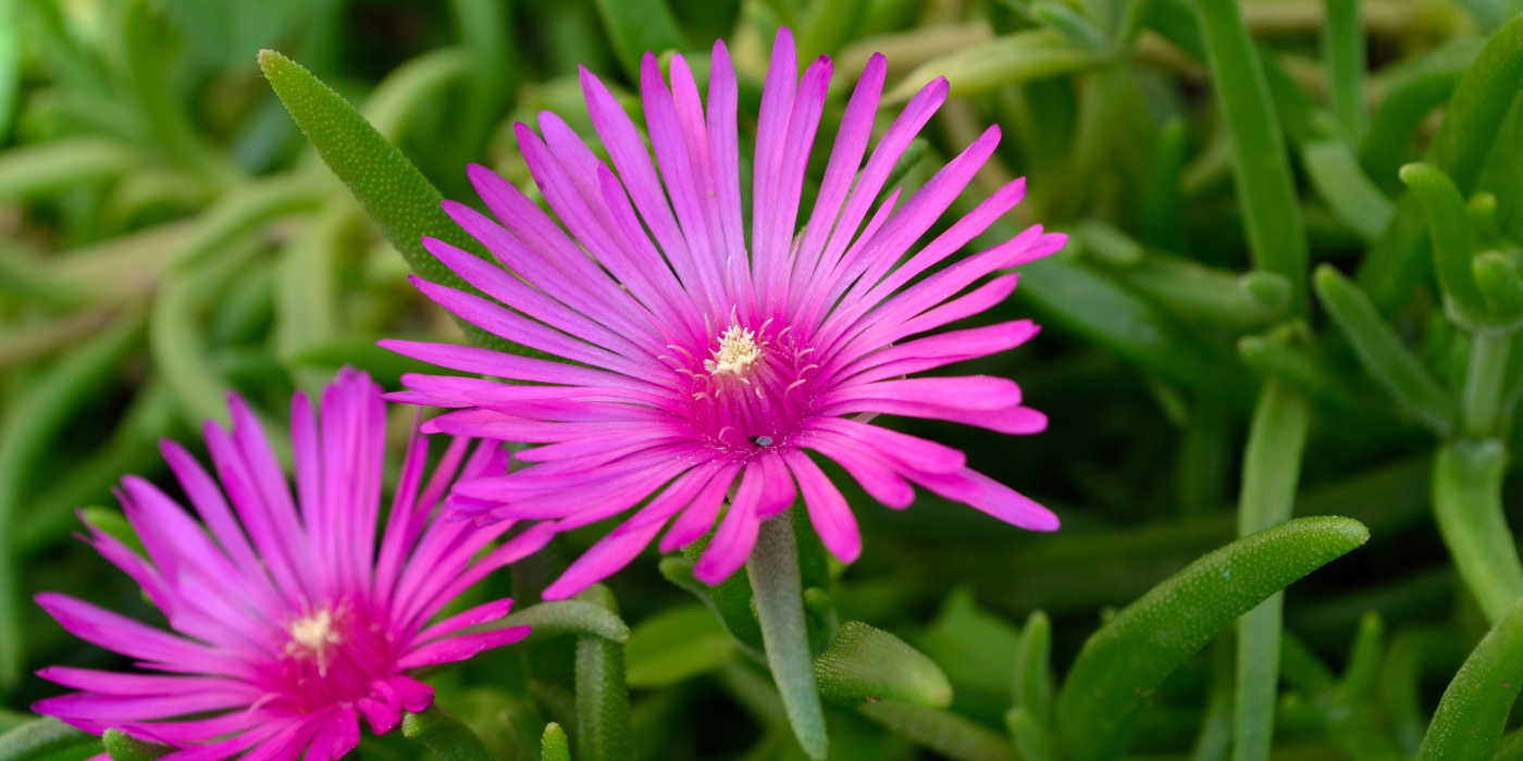 8 Fire Resistant Plants to Shield From Wildfires