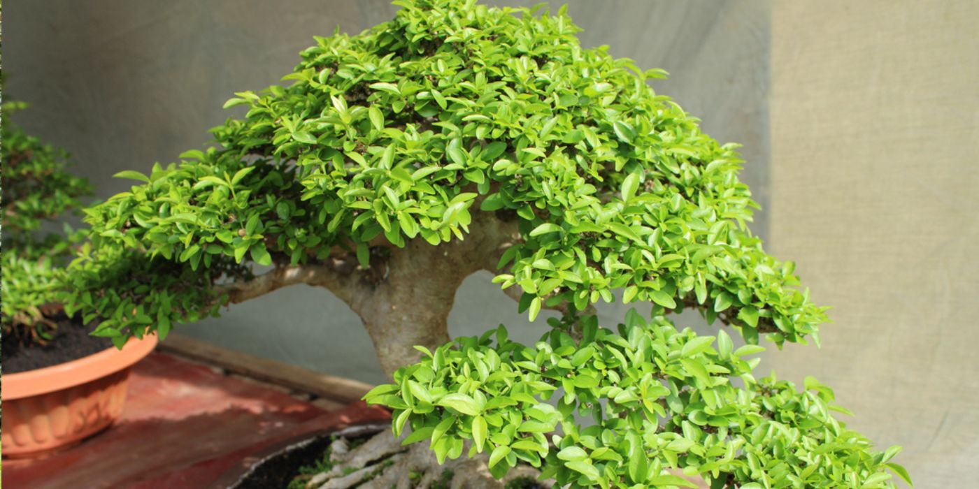 6 Trees That Can be Turned Into Pretty Potted Topiaries