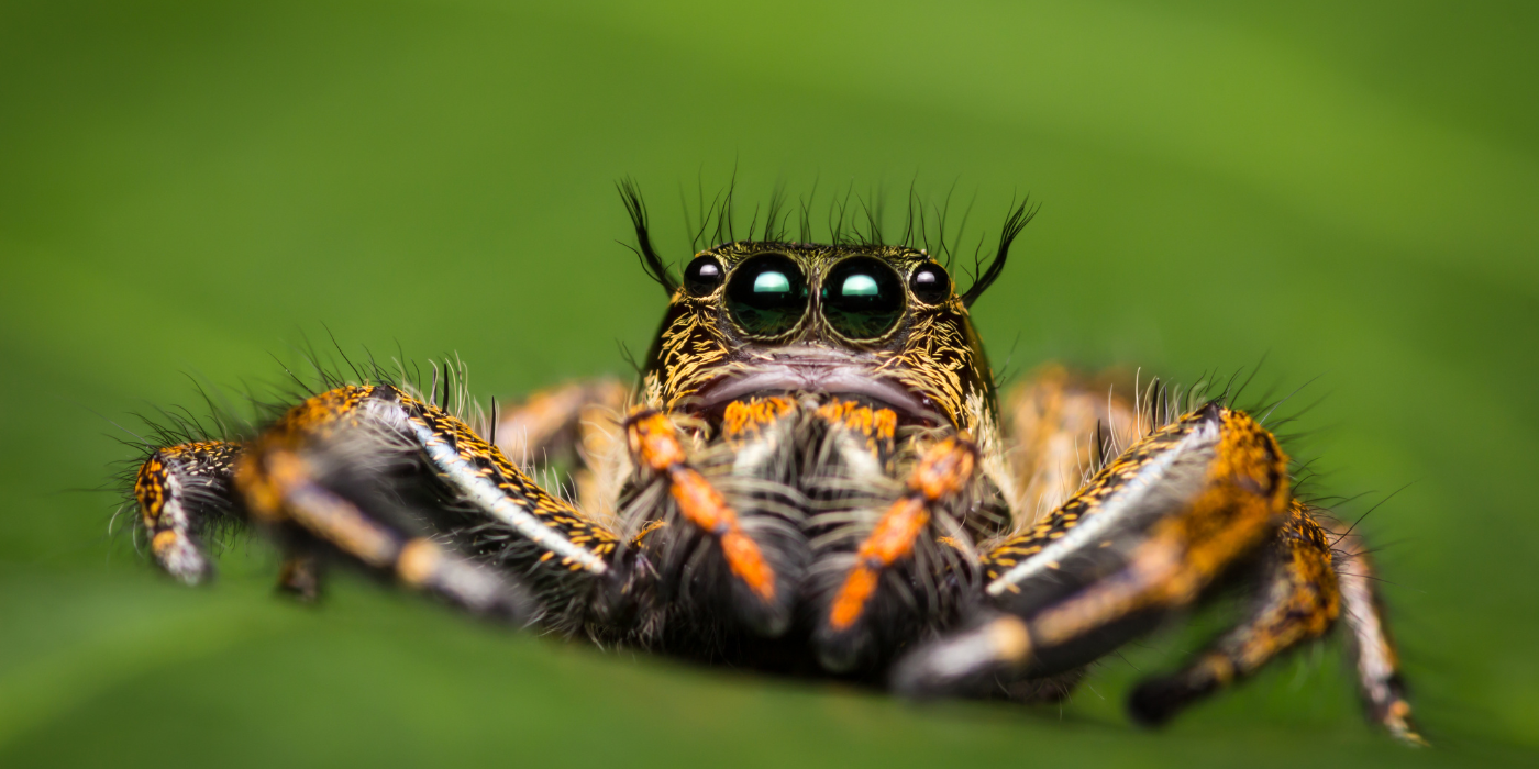 Garden Spiders: Natural Pest Control or Garden Nuisance?