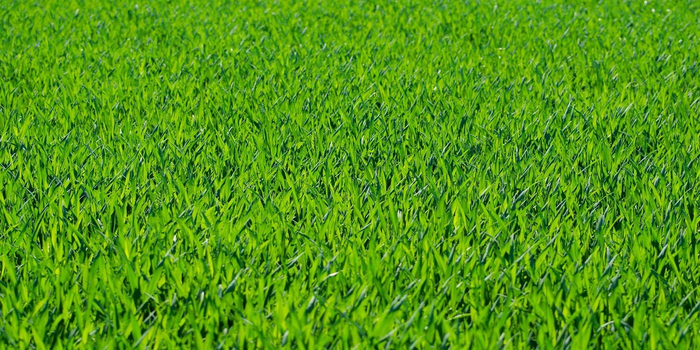 Choosing the Right Grass for Your Yard