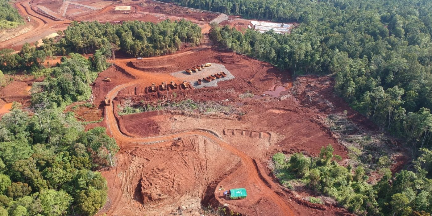 Transform Your Soil with Metal-Absorbing Plants