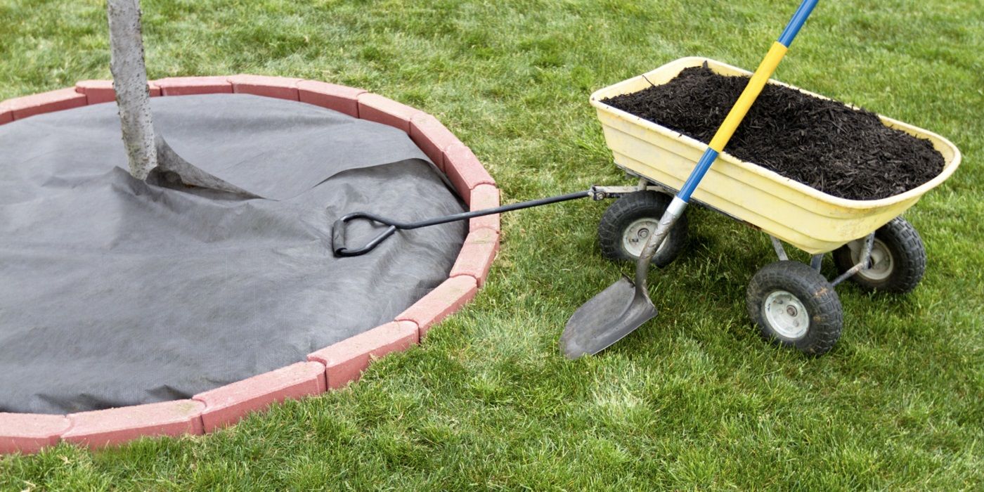 Shield Tree Saplings From Lawn Mower Hazards