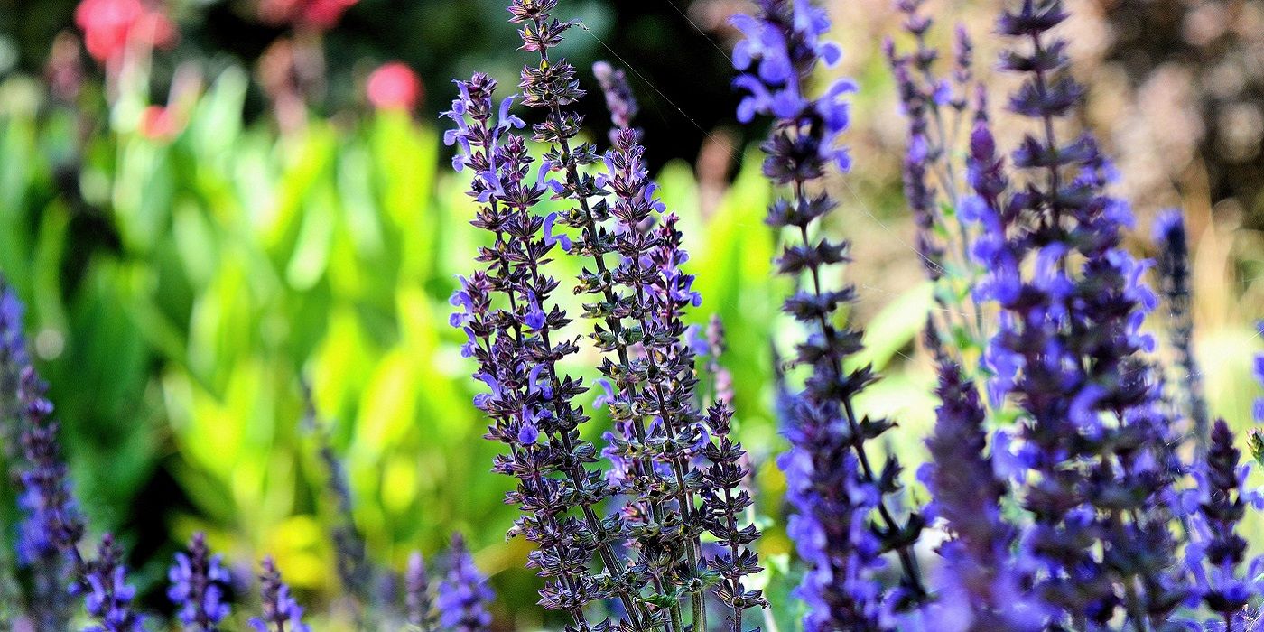 Grow a Spring Herbal Garden