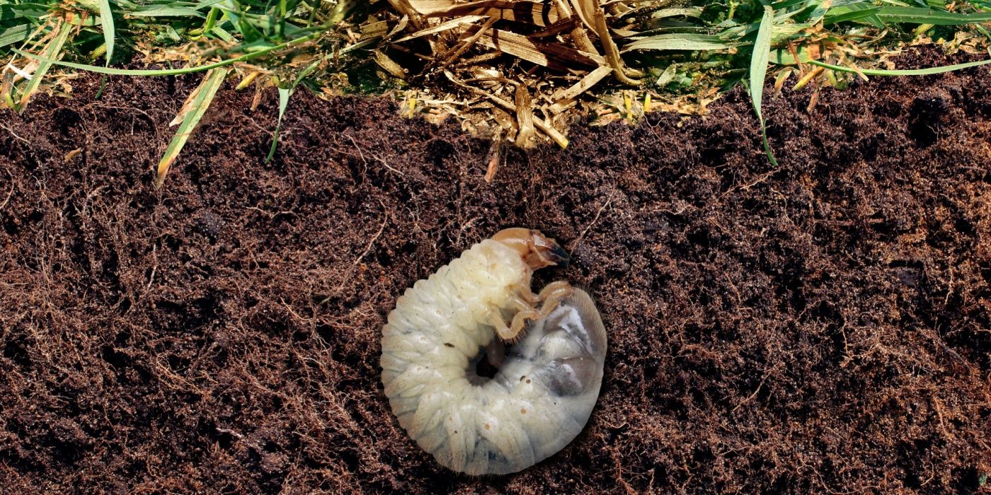April Showdown: Confronting the Threat of Lawn Grubs to Your Grass
