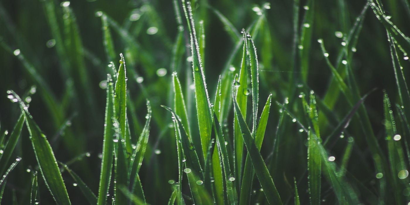 Choosing the Right Grass for Your Yard