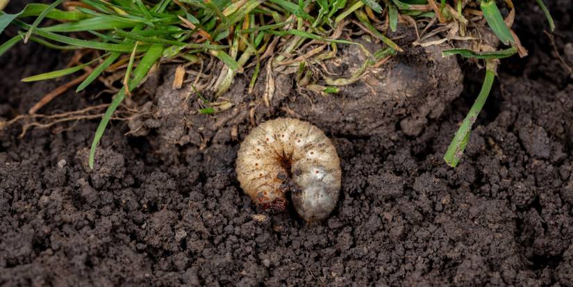 Are Lawn Pests Eating Up Your Grass?