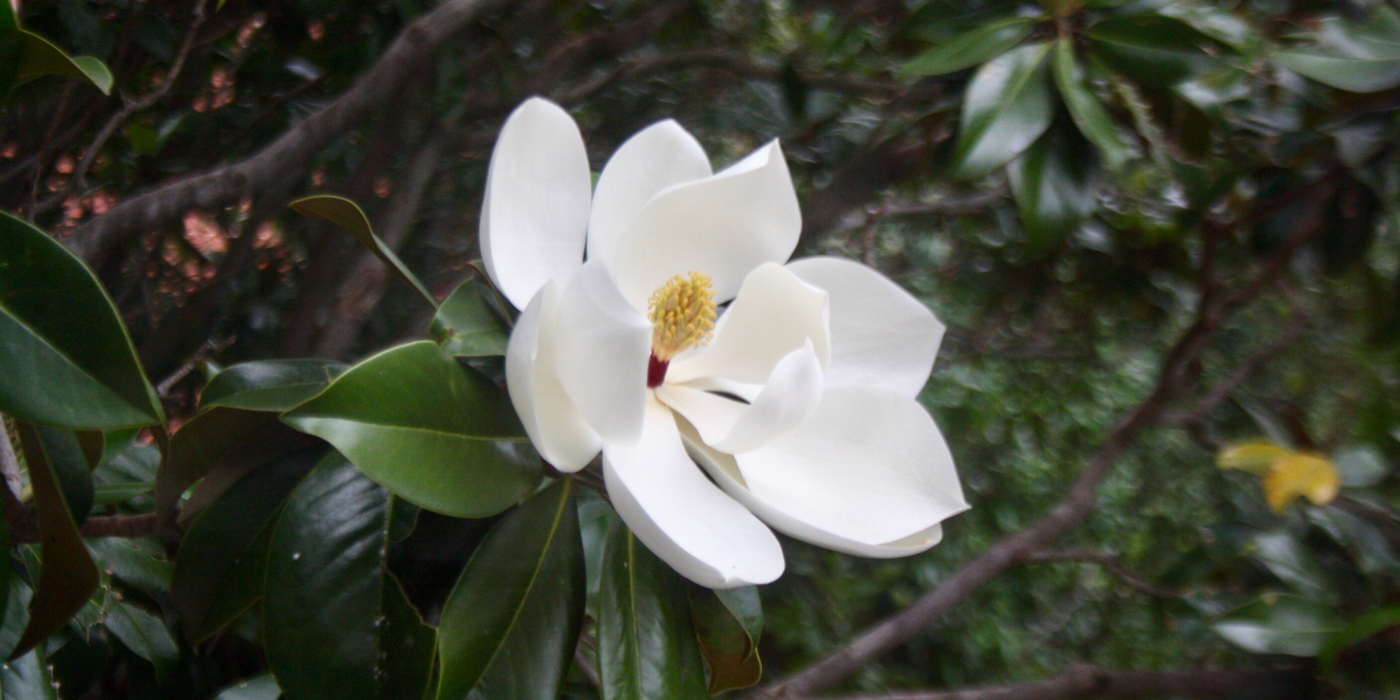 Discover 9 Most Beautiful Flowers and How to Grow Them