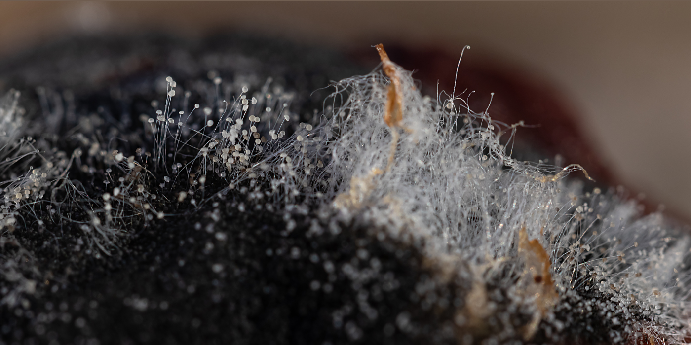 9 Ways to Use Garden Vinegar to Strengthen Your Plants