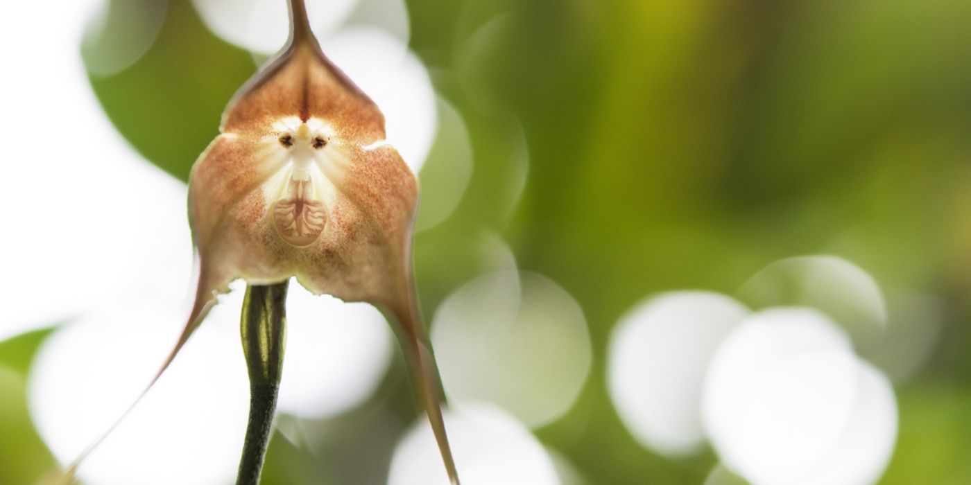 Transform Your Garden with Weird Flowers