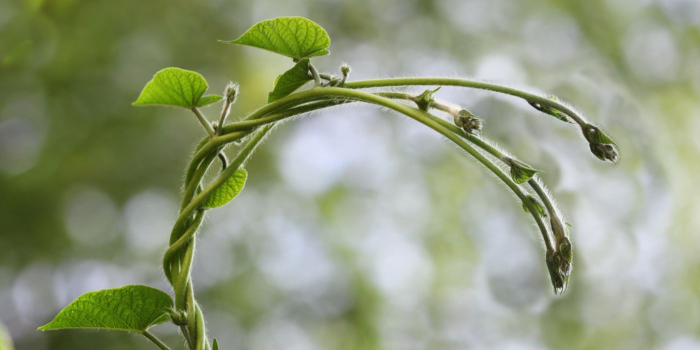 6 Pro Tips for Growing Beautiful Potted Morning Glories