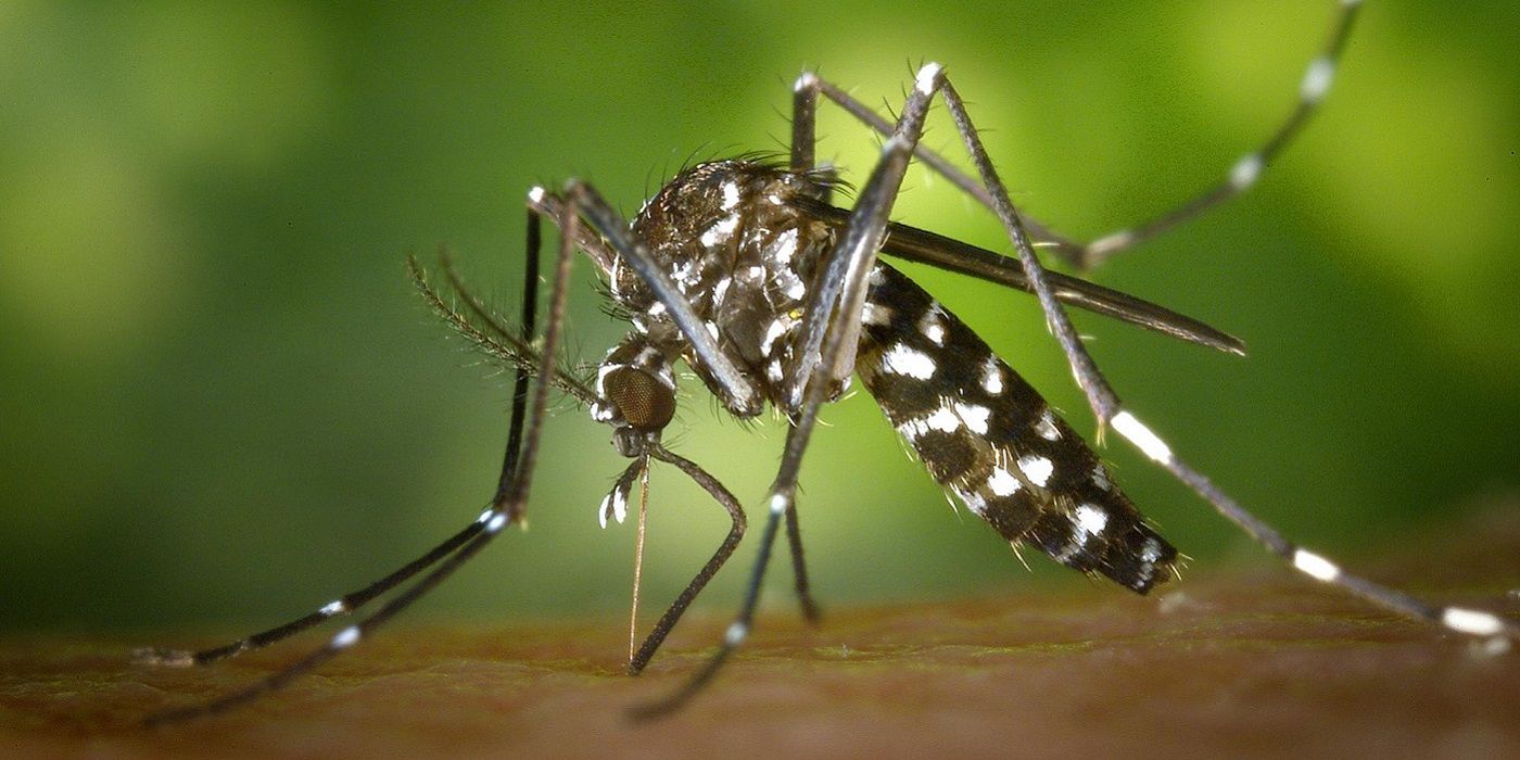 Why These US Cities Are Breeding Grounds For Mosquitoes