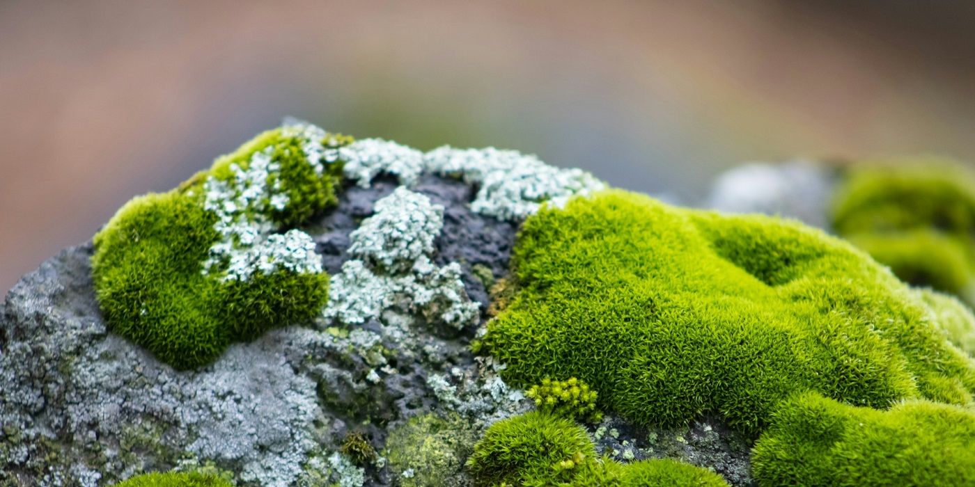 Get Rid of Lawn and Garden Moss With Baking Soda