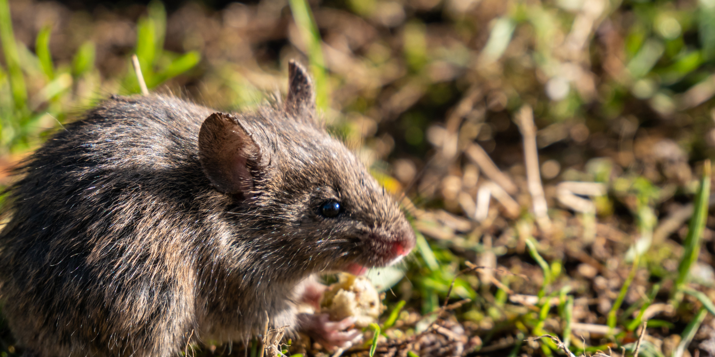 9 Ways to Use Garden Vinegar to Strengthen Your Plants