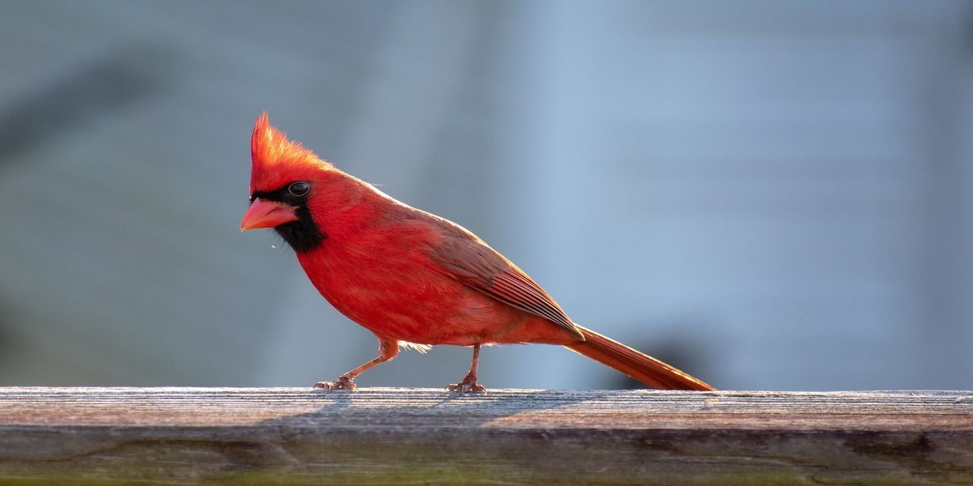 8 Spring Birds to Invite to Your Garden