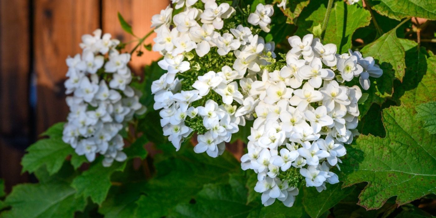 Hydrangea Pruning Tips For Bigger and Brighter Blooms