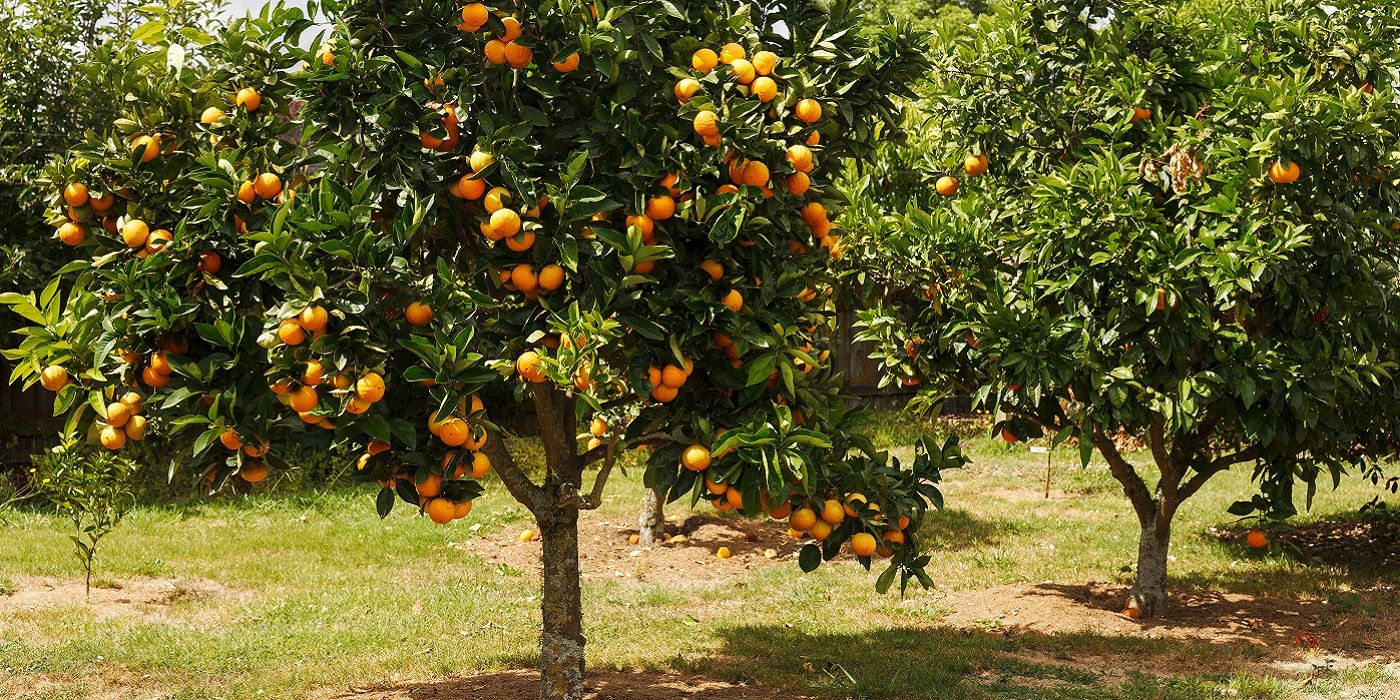 7 Highly Useful Plants to Add to Your Garden