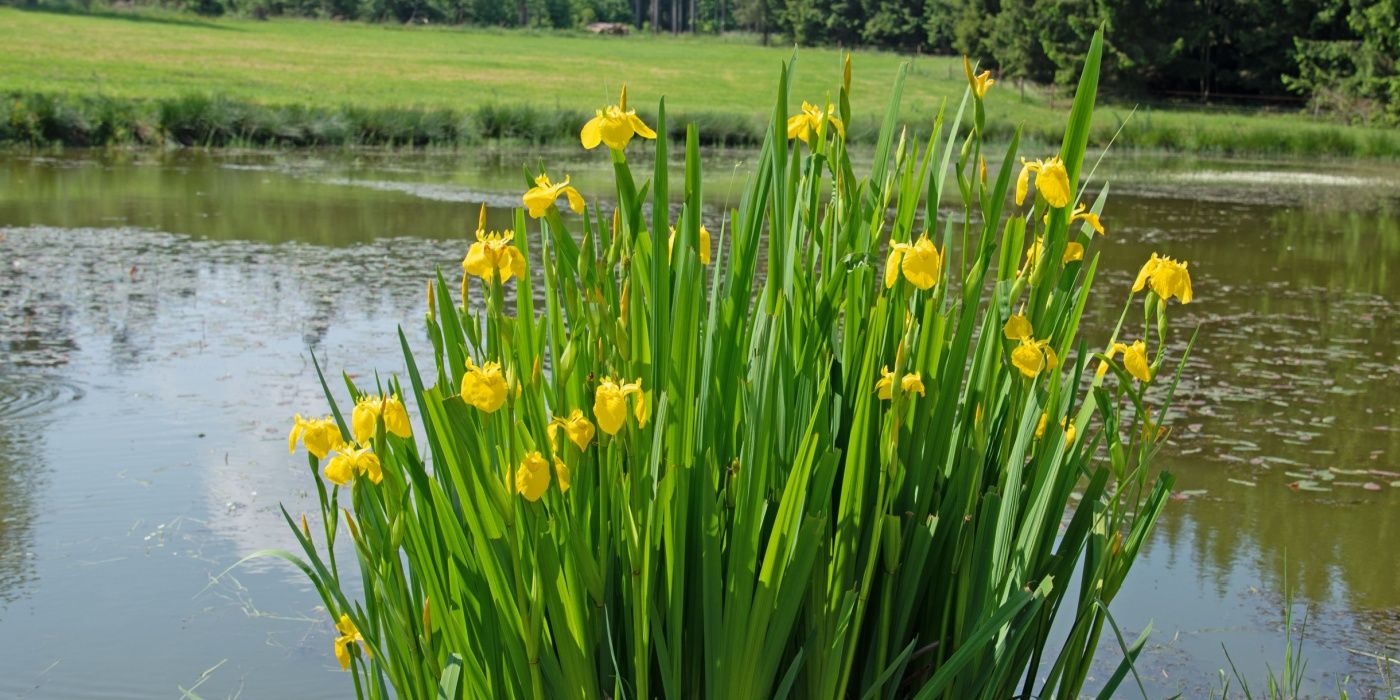 Picking Water Plants For Your Garden Ponds
