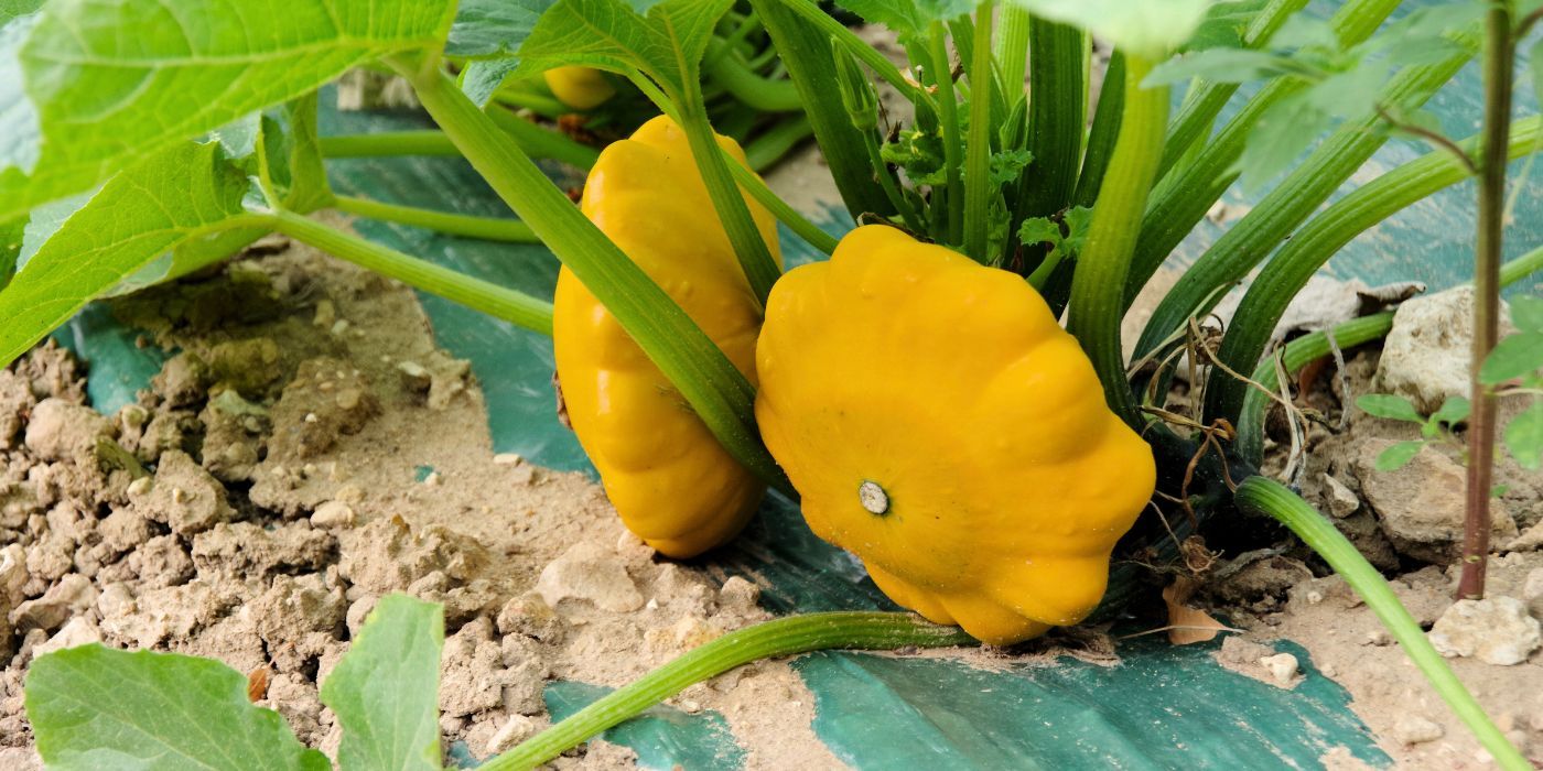 Grow the Most Delicious Squash in Your Garden