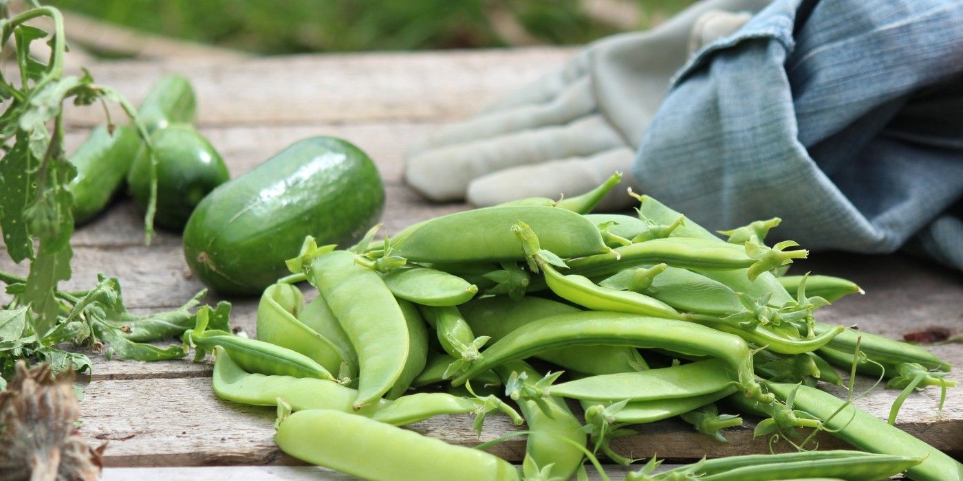 How to Grow and Care for Peas in the Garden