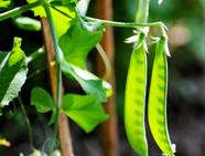How To Grow And Care For Peas In Containers